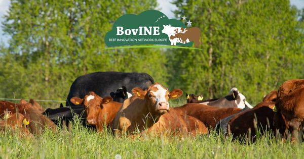 BovINE Magazine - Now available